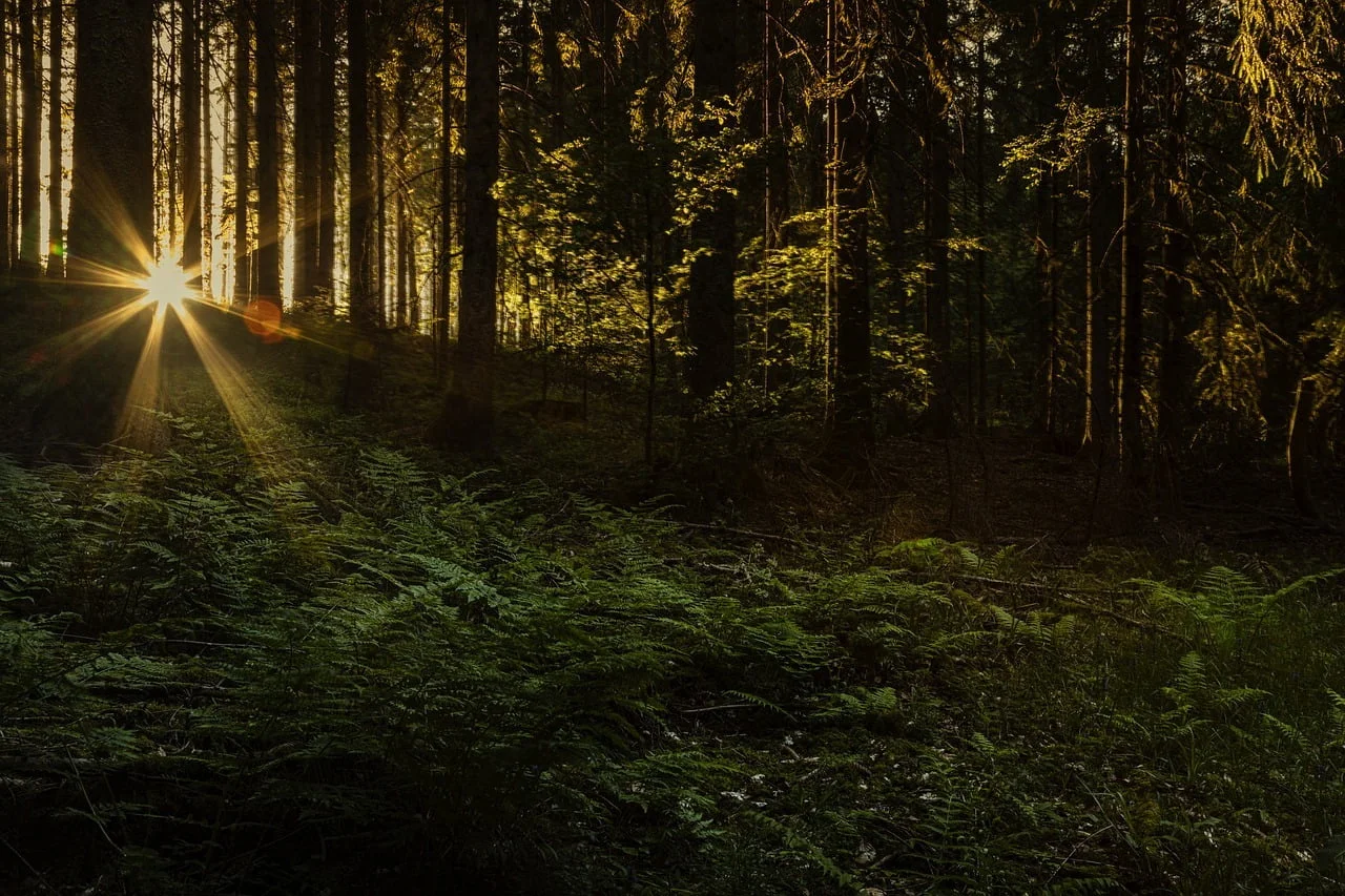 Celtic Paganism: Exploring the Ancient Spiritual Traditions of the ...